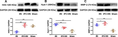 Ipc Affected Ha Metabolism Comparison Of The Relative Levels Of Has 1 Download Scientific