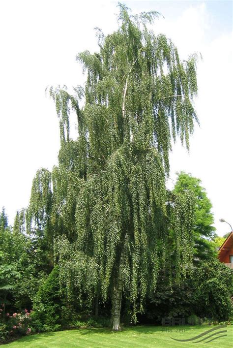 Is There A Weeping Birch Tree At William Rohde Blog