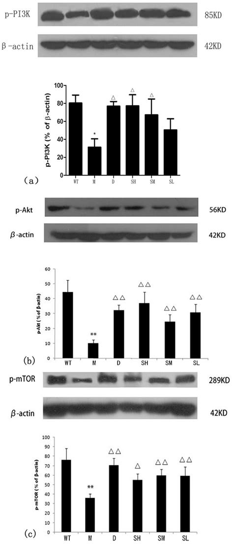 Western Blot Results Of P Pi3k P Akt And P Mtor In 6 Month Old Mice Download Scientific