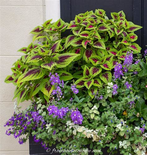 Annual Shade Plants For Containers Back Gardener