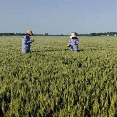 夏邑县加强小麦后期管理 努力夺取夏粮丰产丰收 抗旱 监测 麦或