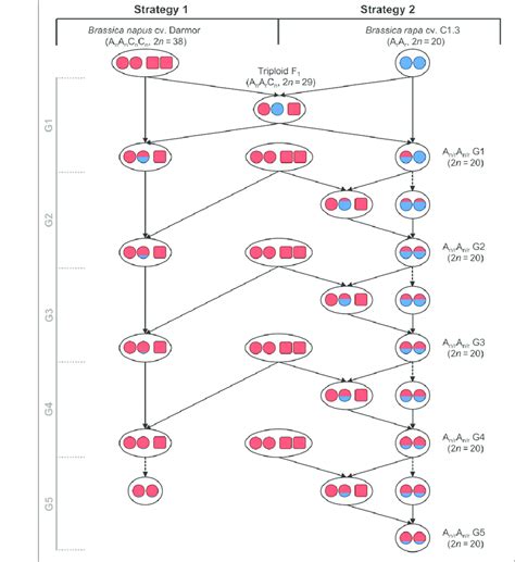 Schematic Representation Of The Two Strategies Used To Extract The