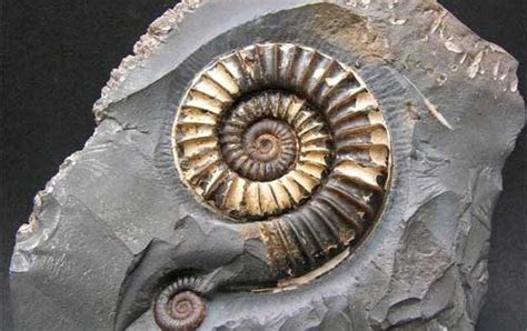 Fossils Ruby Fossils