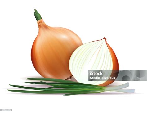 가까이 흰색 배경에 고립 된 녹색 양파와 벡터 전체와 얇게 썬 신선한 노란 양파 전구 0명에 대한 스톡 벡터 아트 및 기타