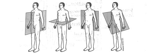Body Planes Diagram Quizlet