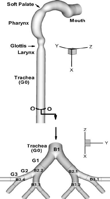 3 D Views Of The Oral Airway Model And Bifurcation Airway Model