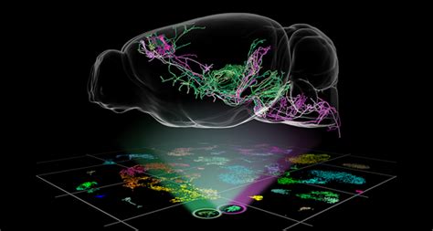 Allen Institute Researchers Leverage Scrna Seq To Compile Complete List Of Cell Types In The