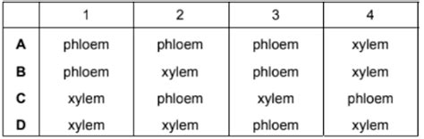 The Diagrams Show Some Tissue Types In Plant Organswhich Row Identifies