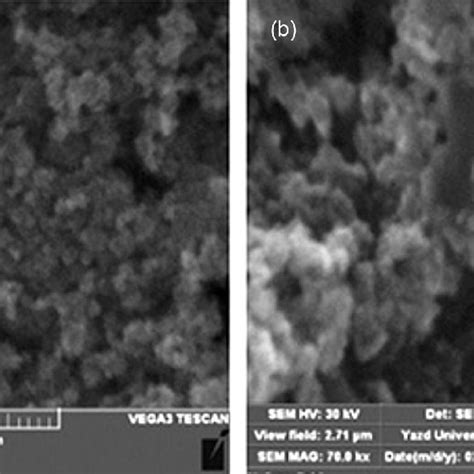 Sem Image Of A Mnps B Il Modified Mnps Download Scientific Diagram