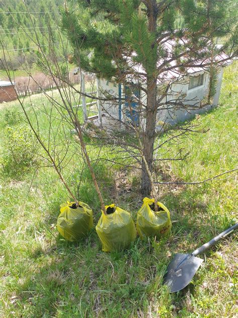 V Enkhtamir Шөөбөр хуульч On Twitter 3 ширхэг хус мод тэрбум мод үндэсний хөтөлбөрт