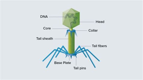 Virus Structure Origin Replication Classification And Example Biology Notes Online