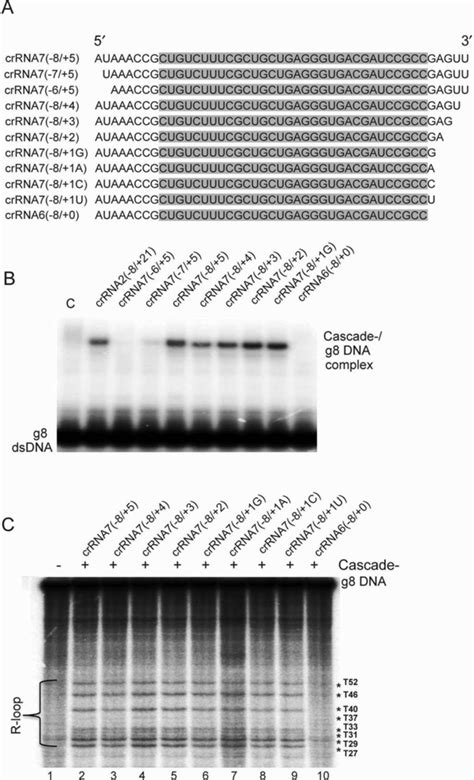 Dna Target Recognition And R Loop Formation By Cascade Complexes Loaded