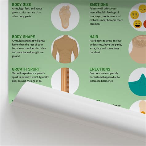 Male Puberty Poster Pshe School Education Chart Anatomystuff