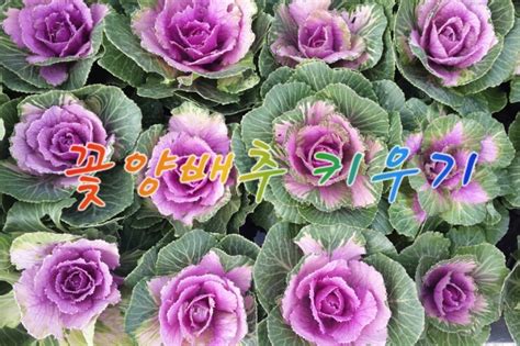 꽃양배추 키우기 콜리플라워 브로콜리 케일 양배추 효능 네이버 블로그