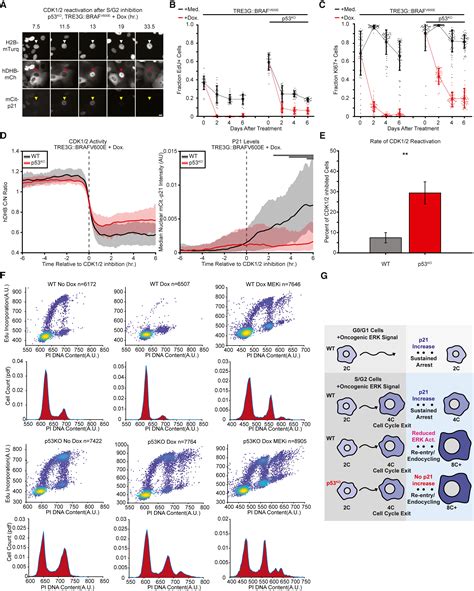 Sustained Erk Signaling Promotes G2 Cell Cycle Exit And Primes Cells