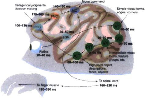 Figure 1 1 From The Dynamics Of Invariant Object And Action Recognition