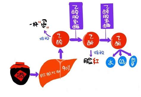 酒精对人体毫无用处，为何人类还要进化出喝酒的能力 搜狐大视野 搜狐新闻