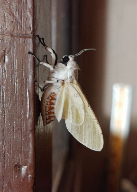 Hypercompe From Arbeláez Cundinamarca Colombia On January 1 2023 At