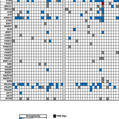 Oncoprint Representing Distribution Of Oncogenic And Variants Of Download Scientific Diagram