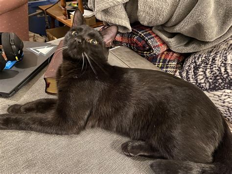 My Giant Void Kitten Gremlin Grimm R Voidcats