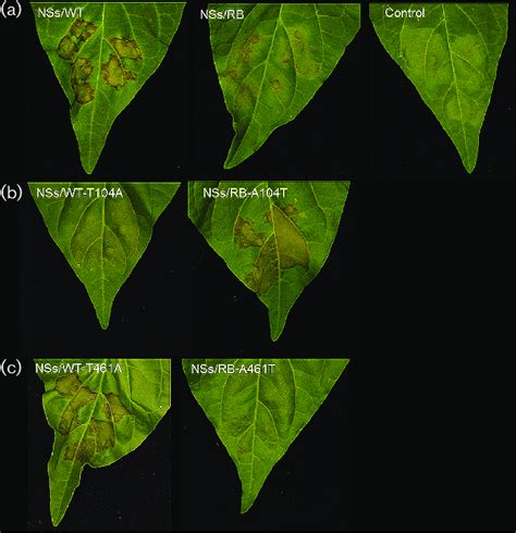 Agrobacterium Mediated Transient Expression Assay With Binary Vectors Download Scientific