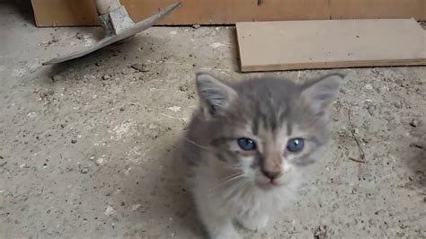 კნუტები Kittens Youtube