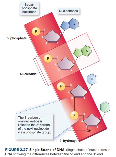 Sugar Phosphate Backbone Diagram