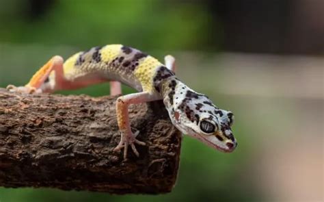 Leopard Gecko Qanda Reptile Craze