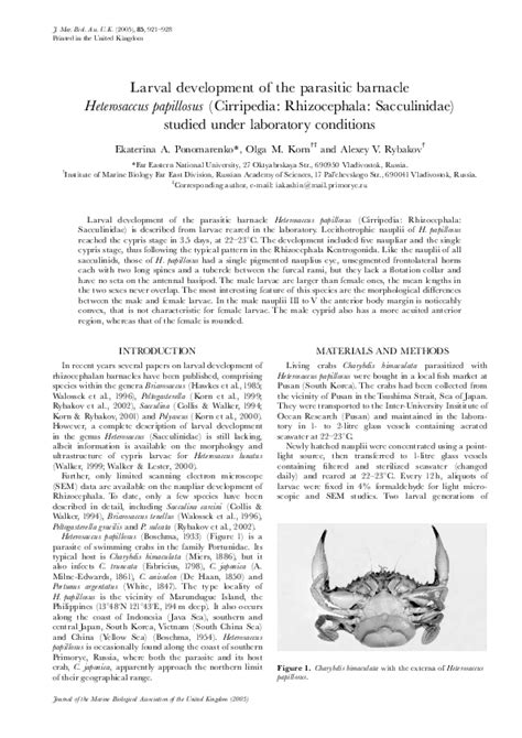 Pdf Larval Development Of The Parasitic Barnacle Heterosaccus
