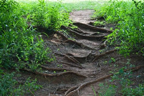 EXPOSED ROOTS Of MATURE TREES GROWING ACROSS A PATH With GREEN VEGETATION On The SIDES Stock