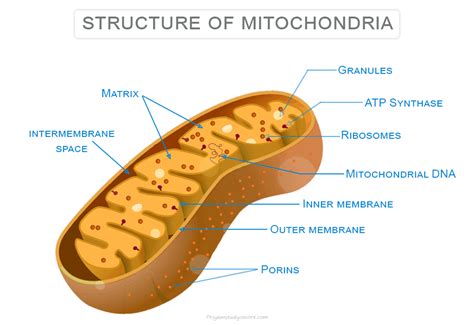 Mitochondria Structure Functions Learning Chemistry Online