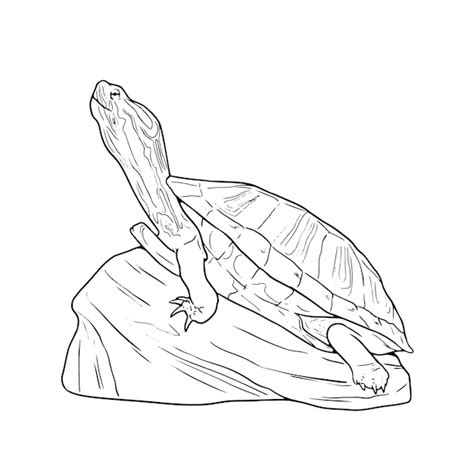 Vectores E Ilustraciones De Tortuga Deslizante Para Descargar Gratis