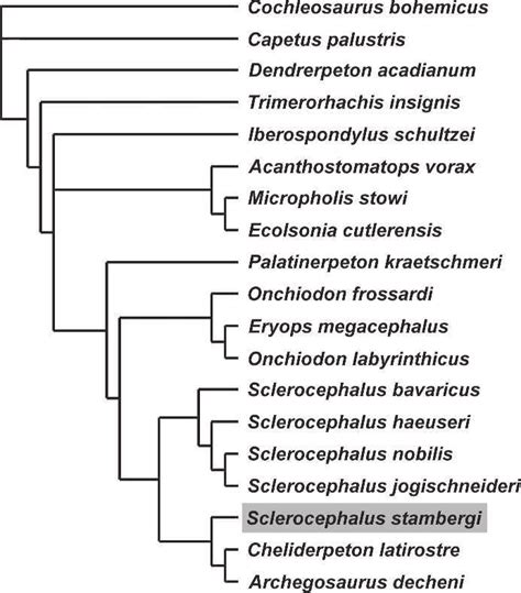 Preliminary Phylogenetic Analysis Strict Consensus Tree Recovered By