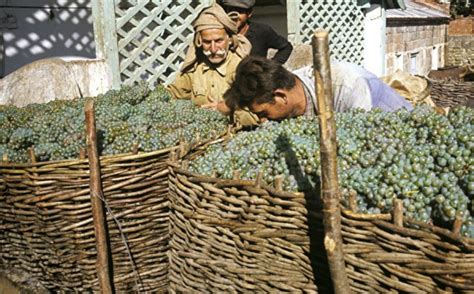 რთველი და ტრადიციები