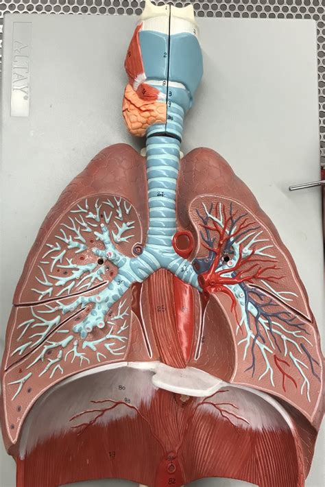 Respiratory Lab Inside Diagram Quizlet