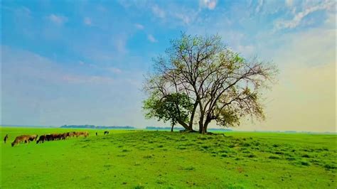 গ্রামের প্রকৃতিক দৃশ্য 🪴🪴 Youtube