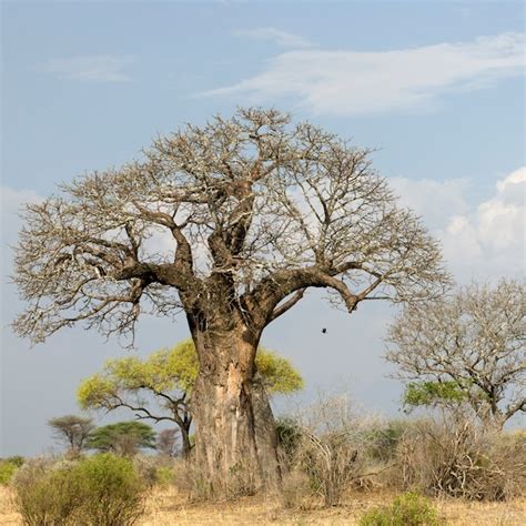 Premium Photo Balboa Tree In The Serengeti Tanzania Africa