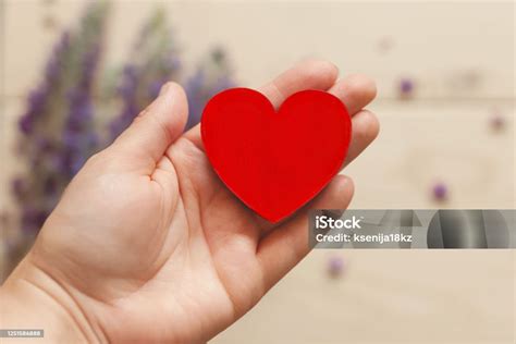 보라색 루핀 꽃과 함께 가벼운 자연 상쇄의 배경에 여성 손바닥에 빨간 나무 심장 0명에 대한 스톡 사진 및 기타 이미지 0명 개념 공예 Istock