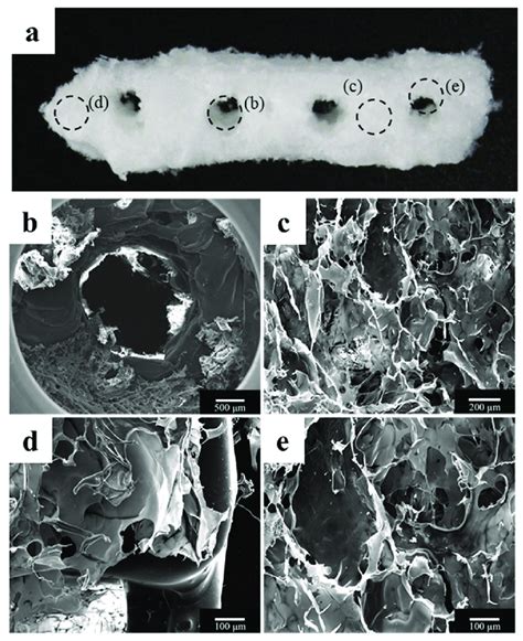Morphology Of The Polycaprolactone Pclβ Tricalcium Phosphate Download Scientific Diagram