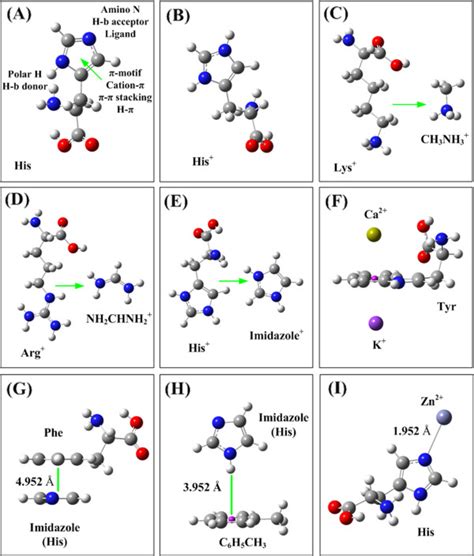 Amino Acid Chemistry Interactions At Will Mcguirk Blog