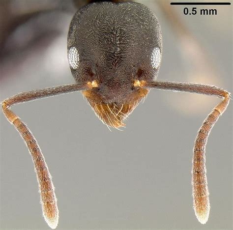 Technomyrmex Albipes Alchetron The Free Social Encyclopedia