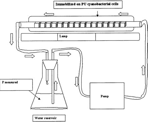 Schematic Diagram Of The Photobioreactor With Pu Foam Immobilized