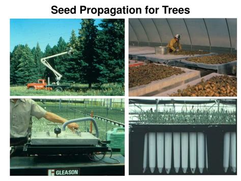 Ppt Seed Propagation Powerpoint Presentation Free Download Id6798484 Ppt Seed Propagation Powerpoint Presentation Free Download Id6798484