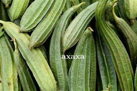 10 Manfaat Dan Khasiat Kesehatan Biji Oyong Bagi Tubuh Kita