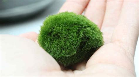 The Complete Guide To Marimo Moss Balls Ome