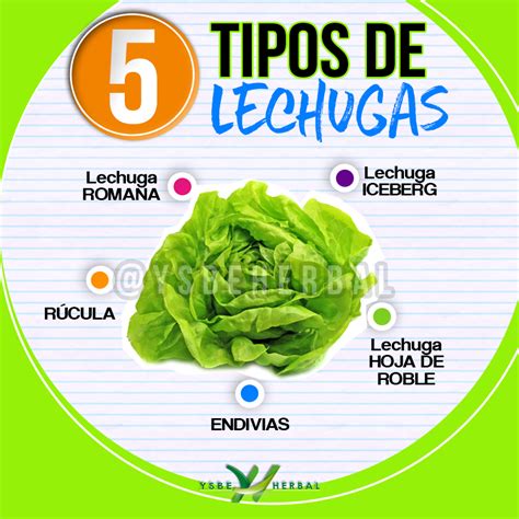 ¿sabías Que Existen Distintos Tipos De Lechuga