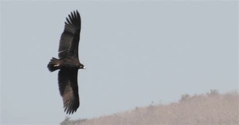 [카메라뉴스] 겨울나러 남쪽까지 온 천연기념물 독수리