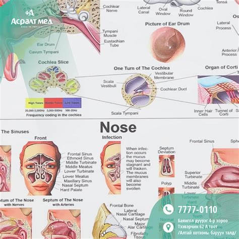 Асралт Мед нэгдсэн эмнэлгийн чих хамар хоолойн тасаг нь Амбулаторийн