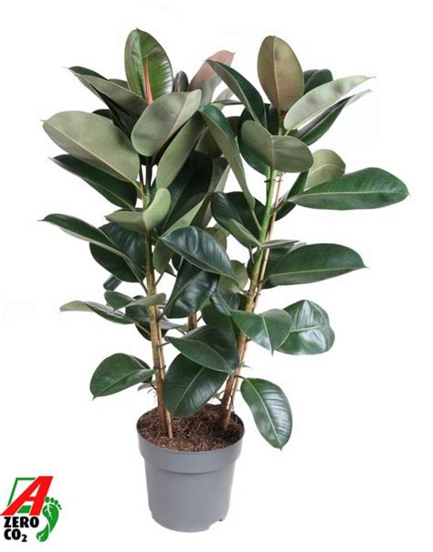 Ficus Elastica Robusta — Plant Wholesale Floraccess