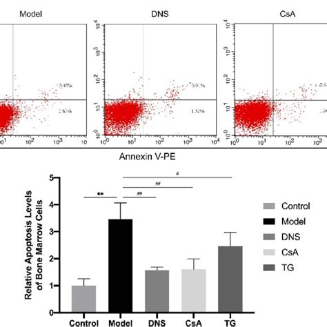 Bone Marrow Proliferation Among Different Groups Slides Were Stained